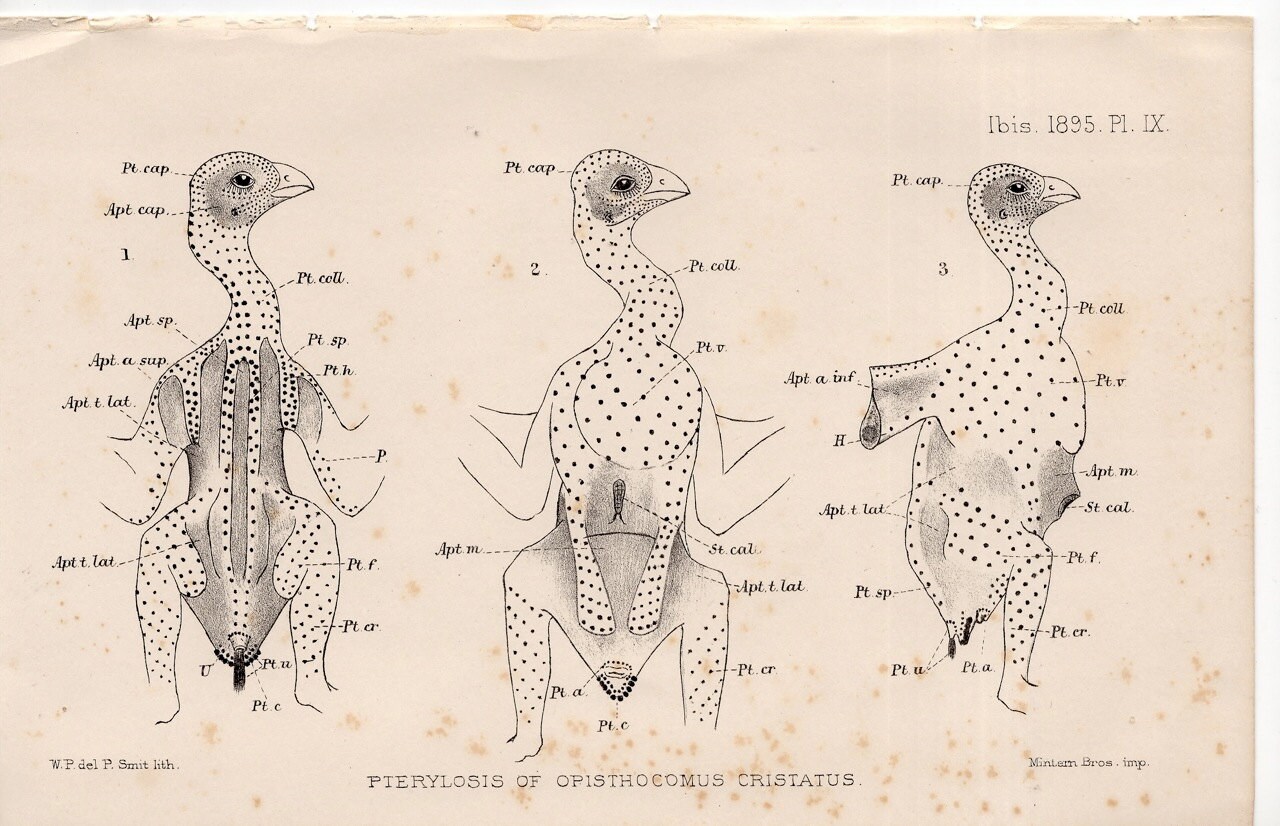 1901 IBIS BIRD ANATOMY Lithograph Original Antique Print of Pterylosis ...
