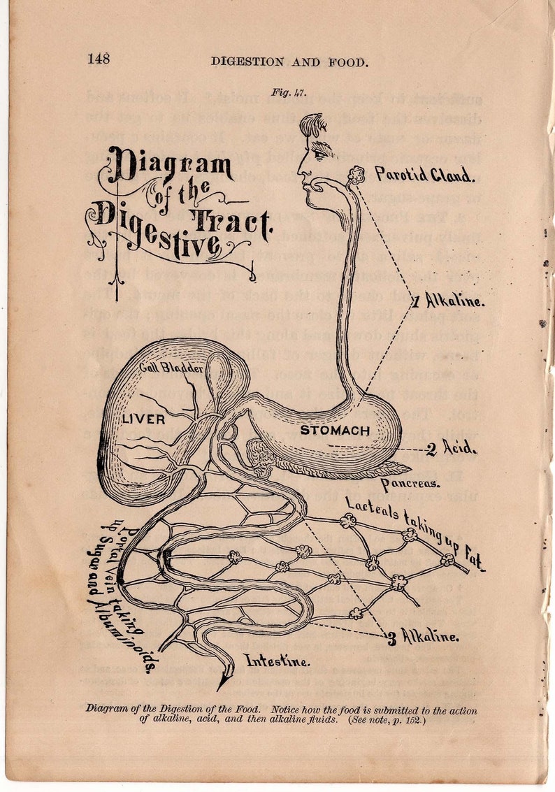 C. 1884 DIGESTIVE SYSTEM PRINT antique human anatomy ptiny | Etsy
