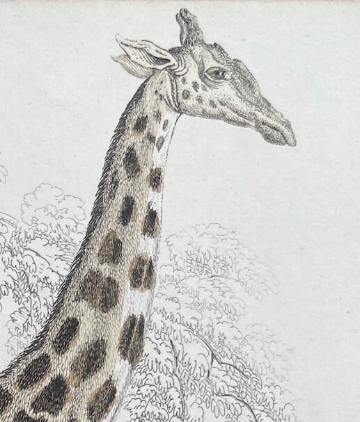 C. 1839 GIRAFFE CAMELEOPARD Engraving Original Antique Print - Etsy UK