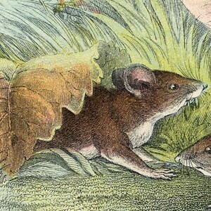 C. 1896 WOOD MOUSE Lithograph • Original Antique Print • Rodent Print ...