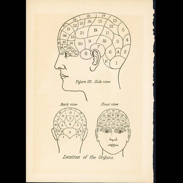 Phrenology Chart - Etsy