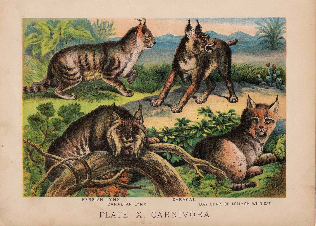 C. 1880 LYNX CARACAL WILDCAT Lithograph - Original Antique Print - Wild ...