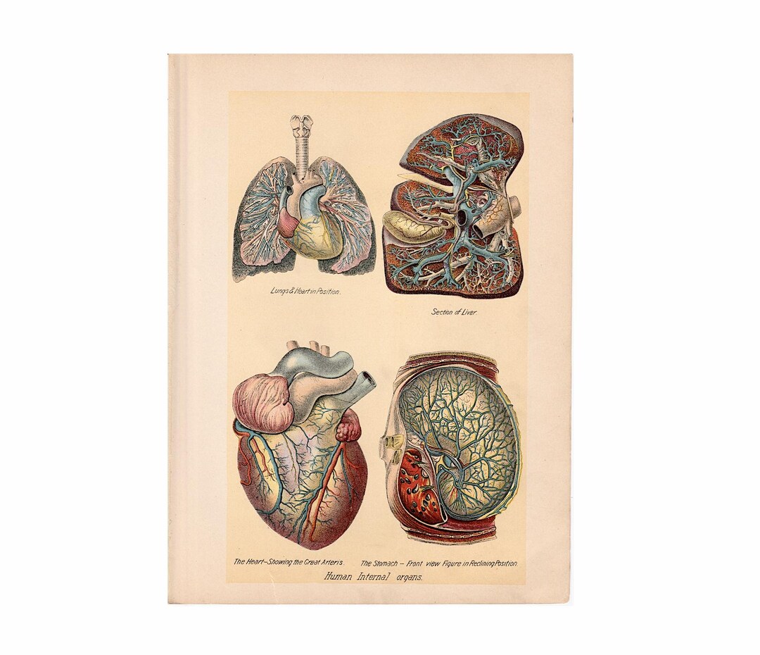 C. 1901 INTERNAL ORGANS Print • Original Antique Print • Human Anatomy ...