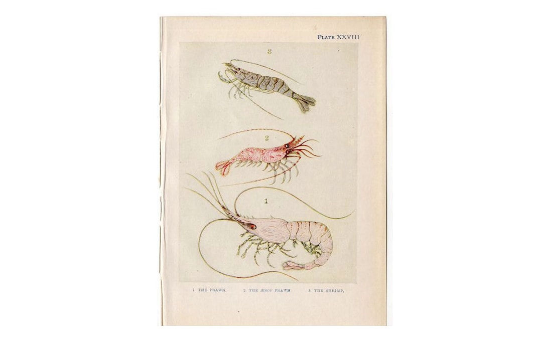 C. 1907 SHRIMP PRINT - Original Antique Sea Life Print - Shrimp Prawn ...