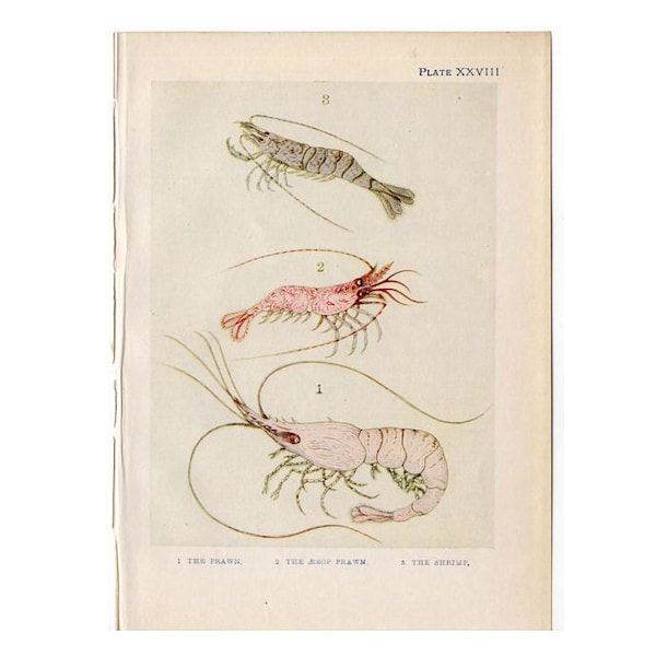 Shrimp Print - Etsy