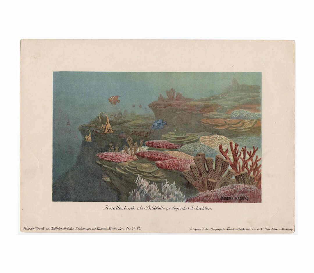 C. 1902 CORAL REEF Lithograph • Original Antique Print • Underwater ...