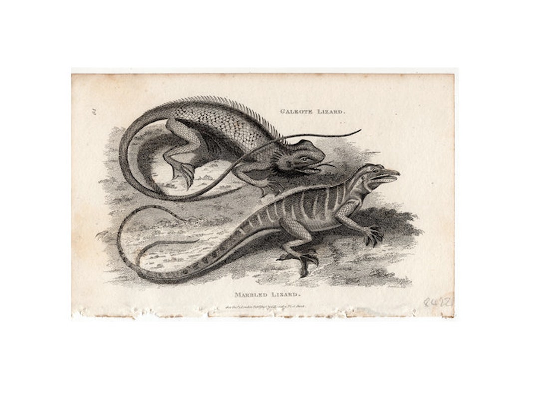 C. 1801 LIZARDS Engraving • Original Antique Print • Reptile Print ...