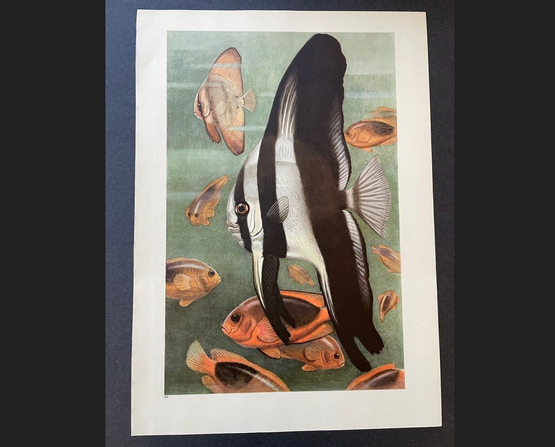 C. 1945 BAT FISH Lithograph • Original Vintage Print - Large Size ...