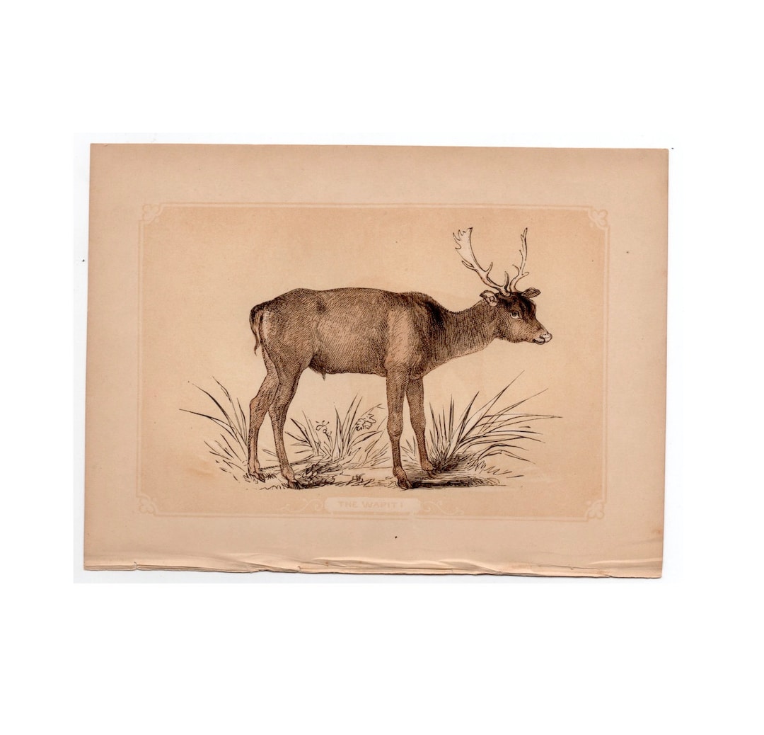 C.1853 WAPITI ELK Lithograph • Original Antique Print • Small Animal ...
