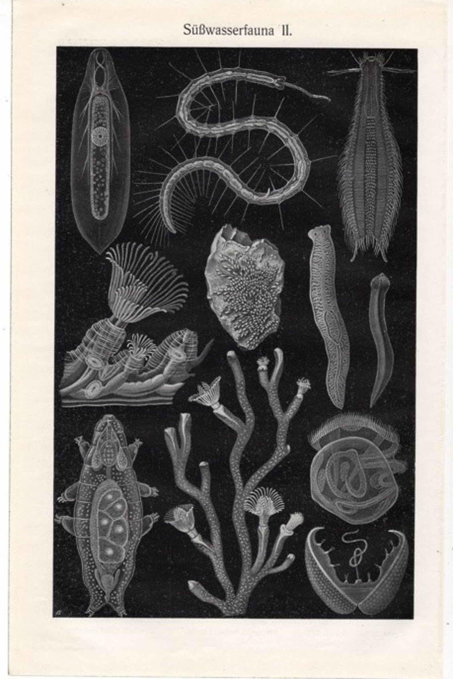 1894 ANTIQUE SEA LIFE Under Water Fauna Original Antique Sea Life Ocean ...