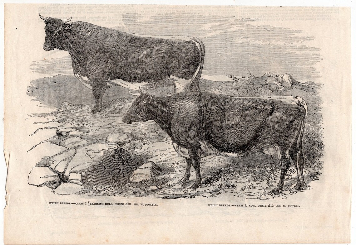 1853 COWS CATTLE ENGRAVING Hereford Bull & Cow Original | Etsy