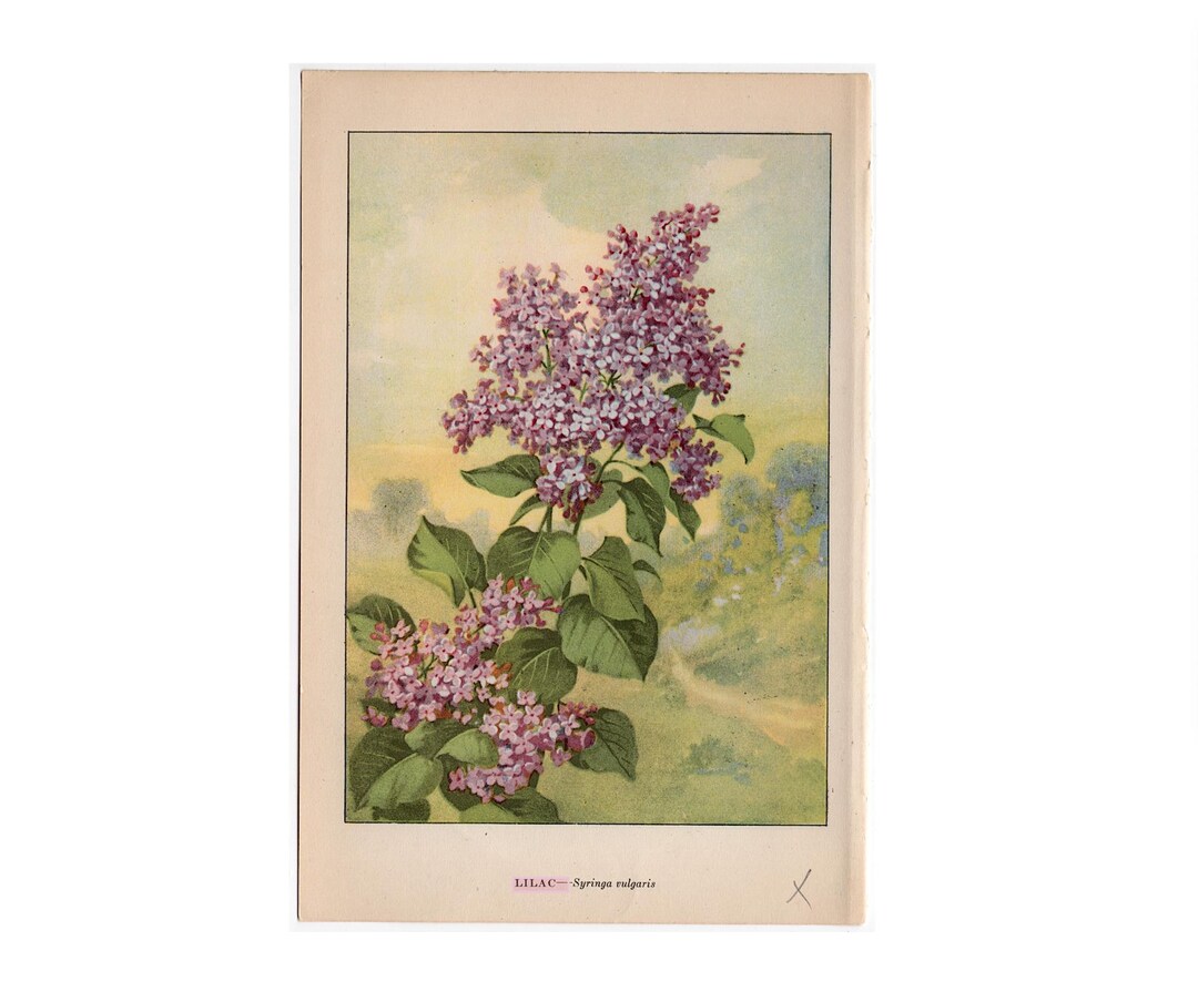 LILAC Print C. 1930 • Original Vintage Print • Purple Flower Print ...