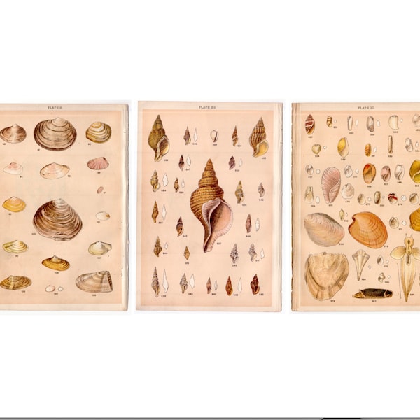 Sea Shell Prints - Etsy