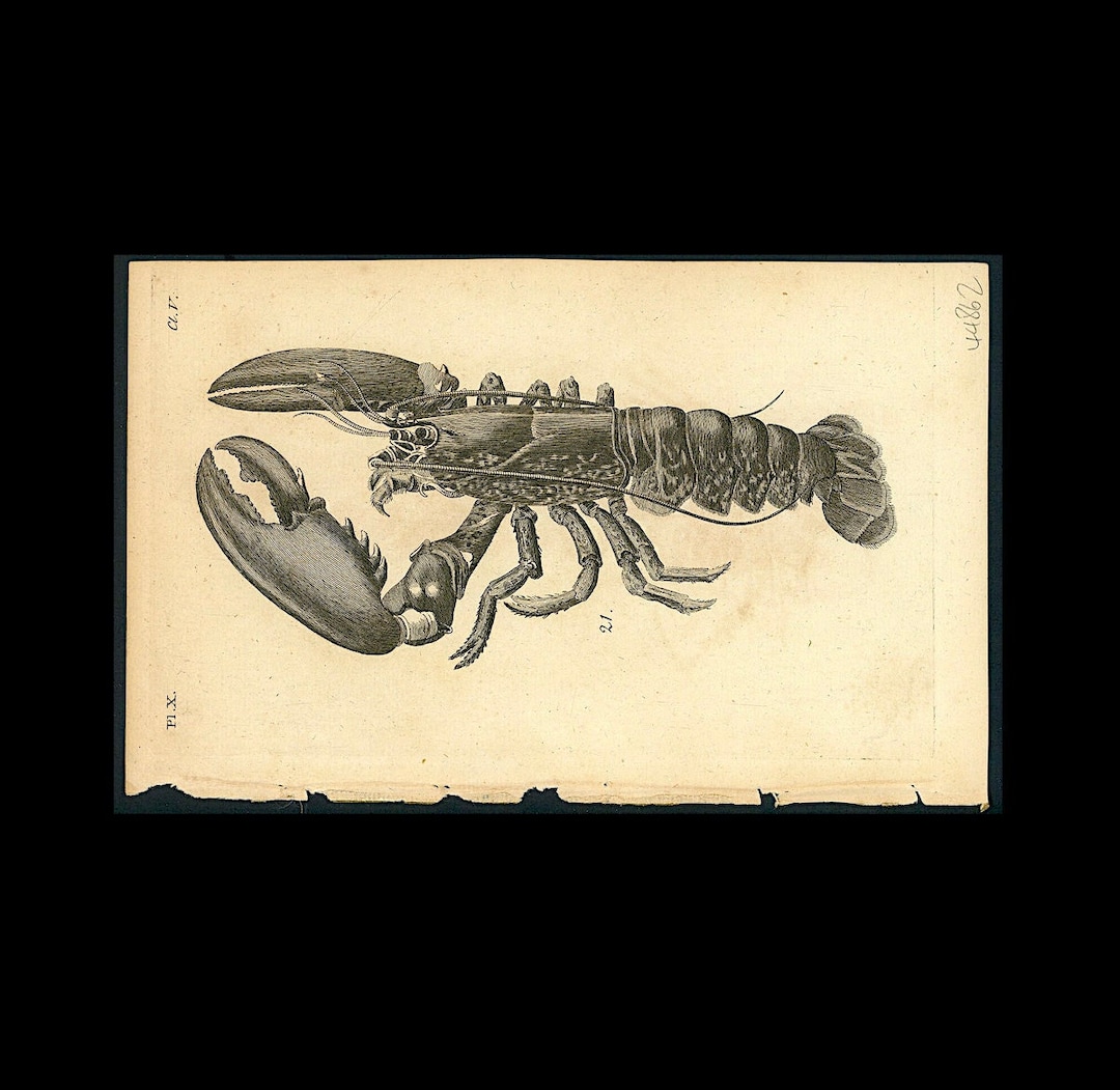 RARE C. 1777 LOBSTER Engraving Original Antique Print Sea Life ...