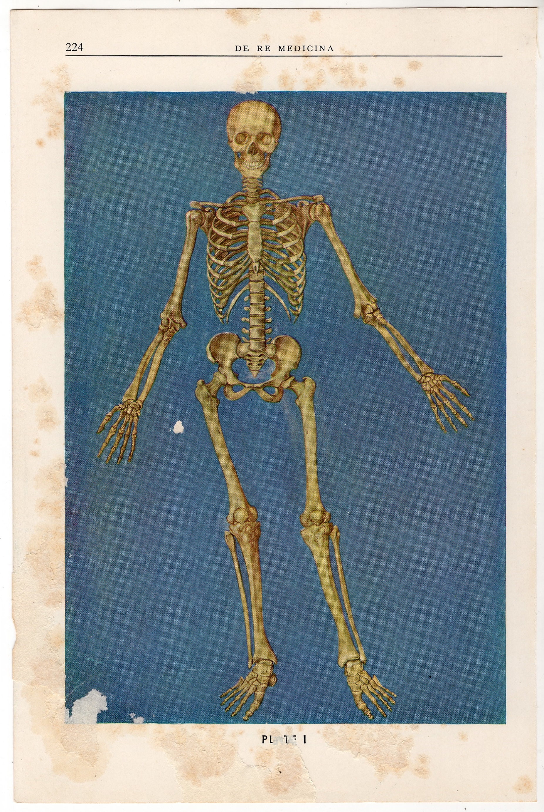 C 1940 SKELETON prints set of 2 original vintage prints human anatomy ...