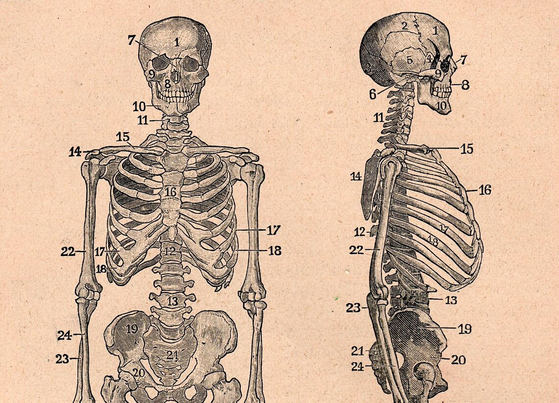 C. 1902 SKELETON Lithograph • Original Antique Print • Skeleton Print ...