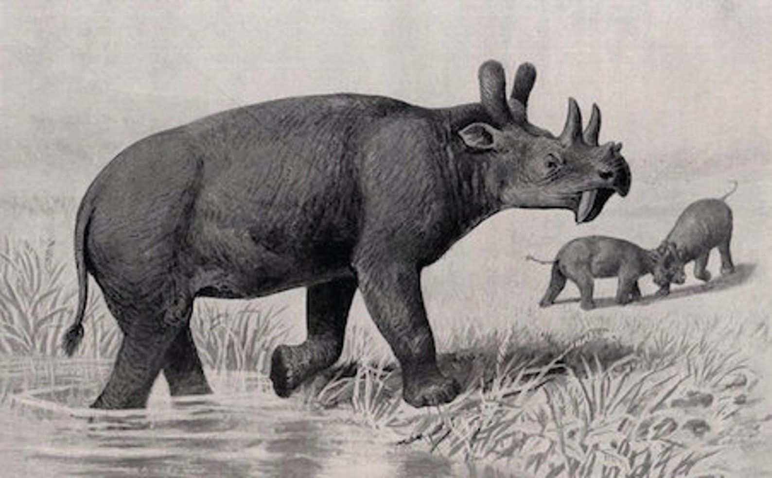 ANTIQUE DINOSAUR PRINTS C. 1900 - Set of 2 Original Antique Prehistoric ...
