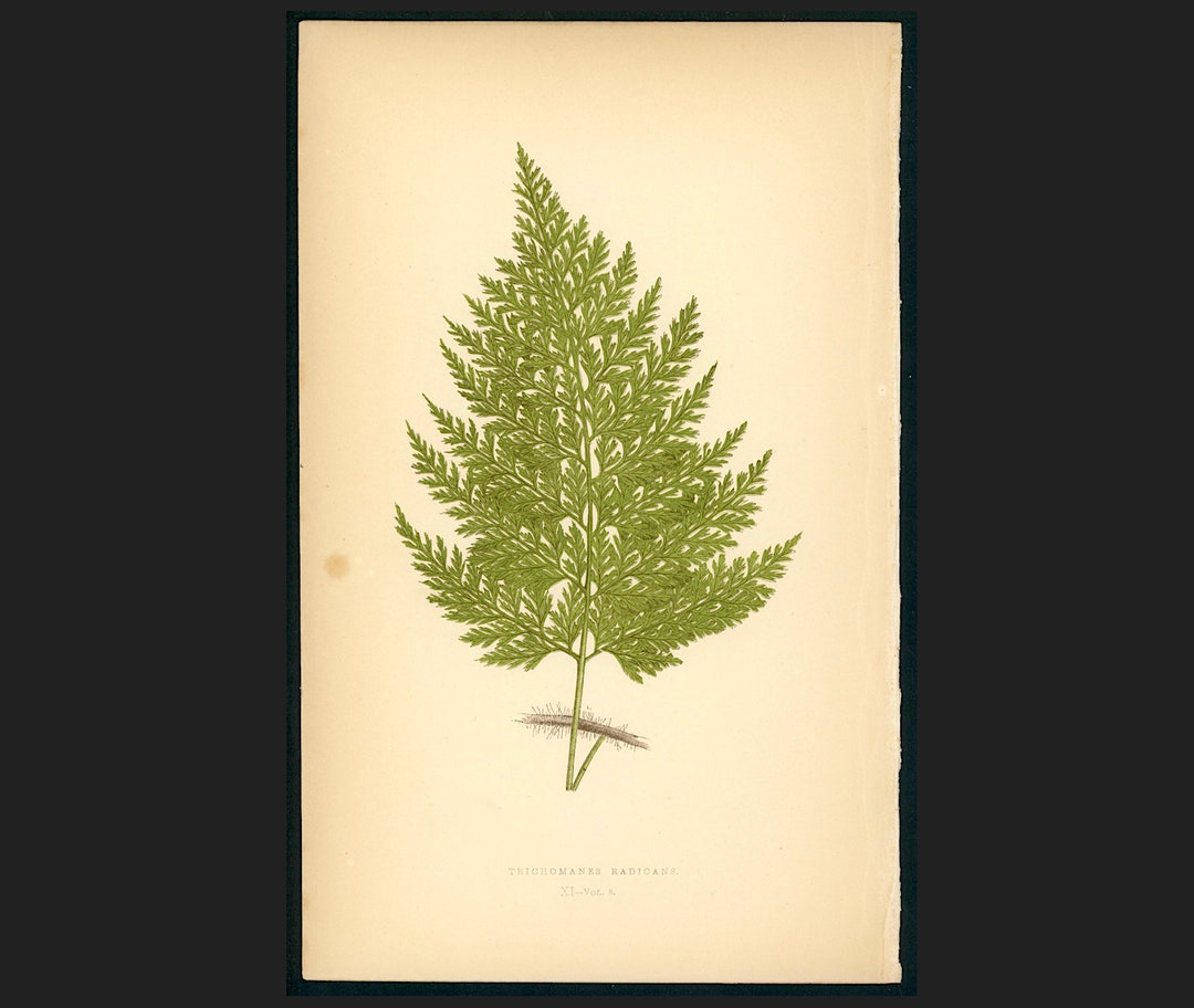 C. 1872 FERN Lithograph • Original Antique Print • Lowe Botanical Print ...