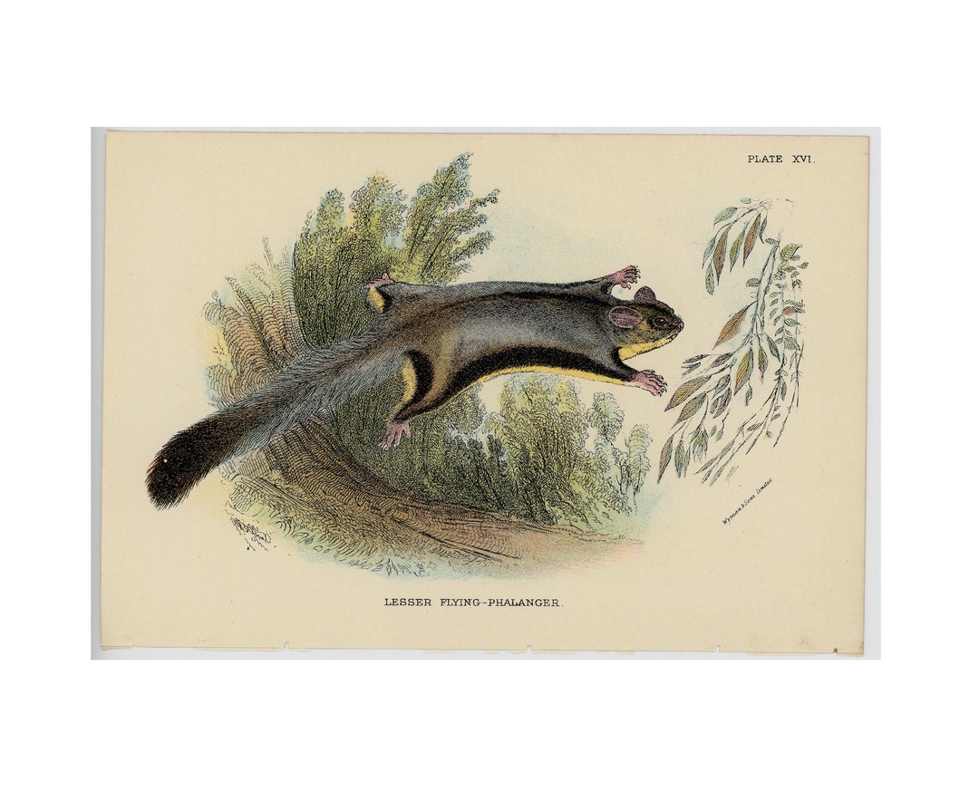 C. 1896 FLYING SQUIRREL Lithograph • Original Antique Print ...