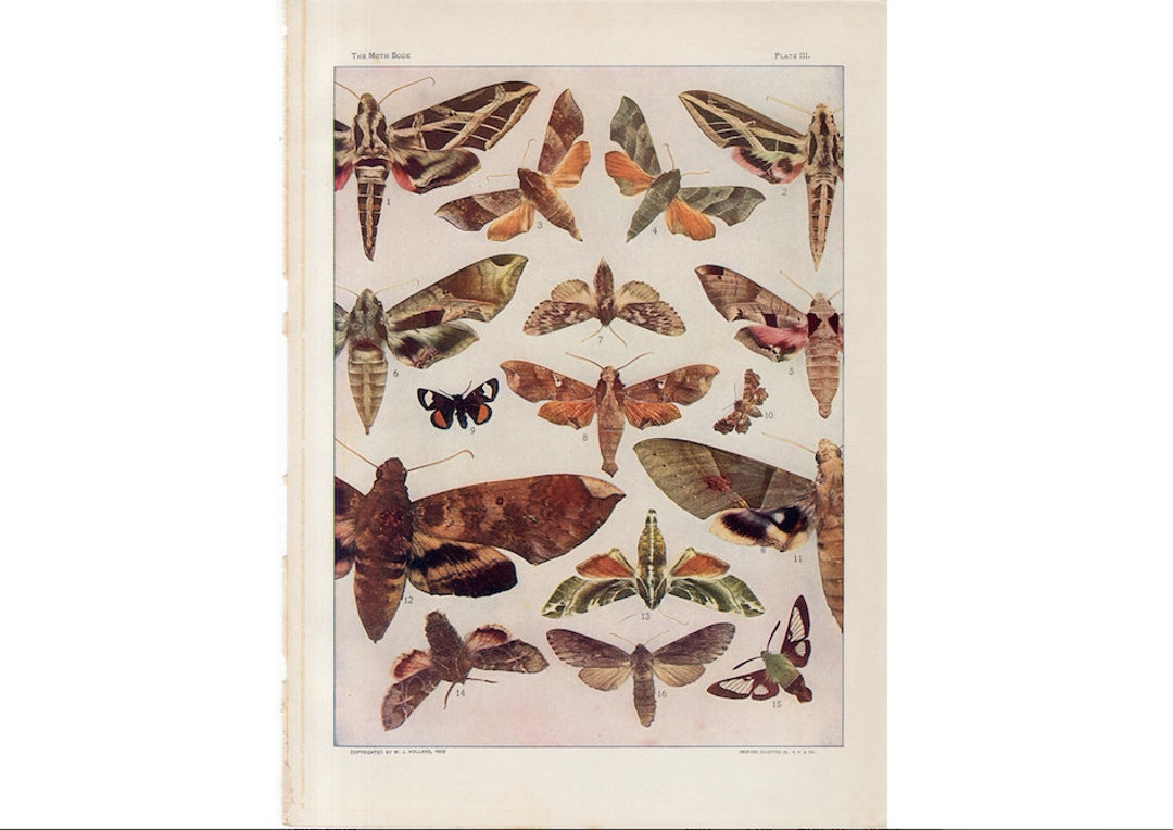 C. 1913 ANTIQUE MOTH Lithograph • Original Antique Print • Insect Print ...