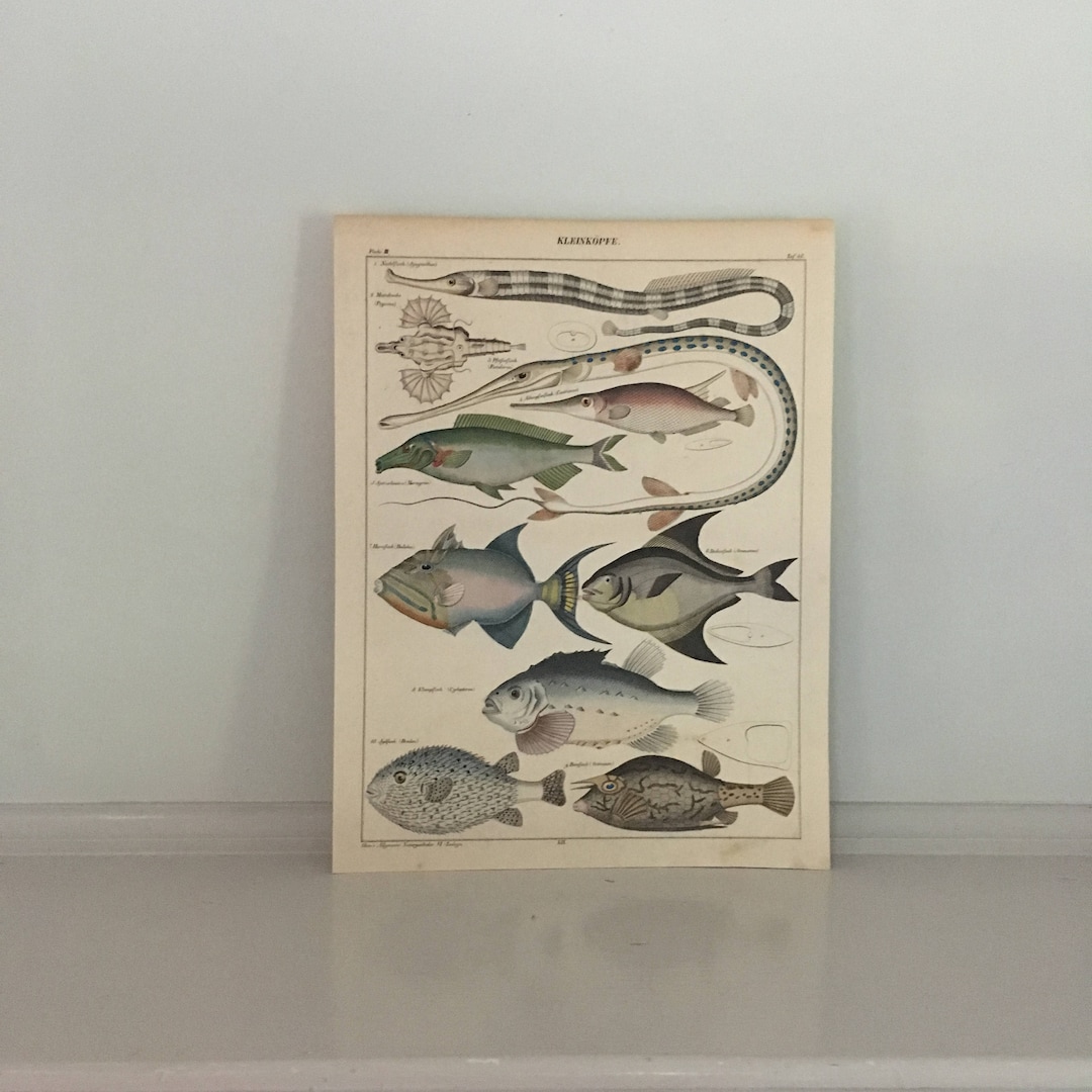C. 1843 FISH PRINT - Assortment Original Antique Print Funky Sea Life ...