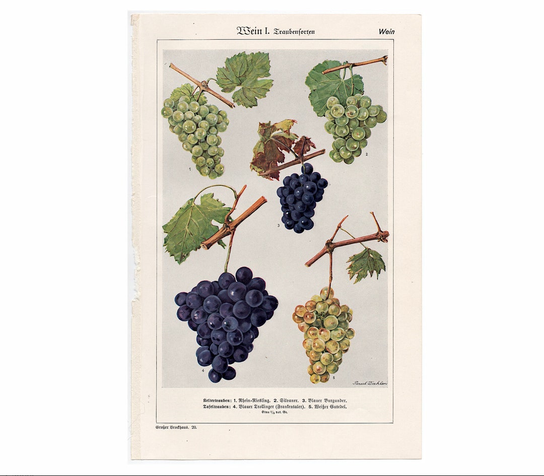 C. 1902 GRAPES Lithograph • Original Antique Print - Fruit Print ...