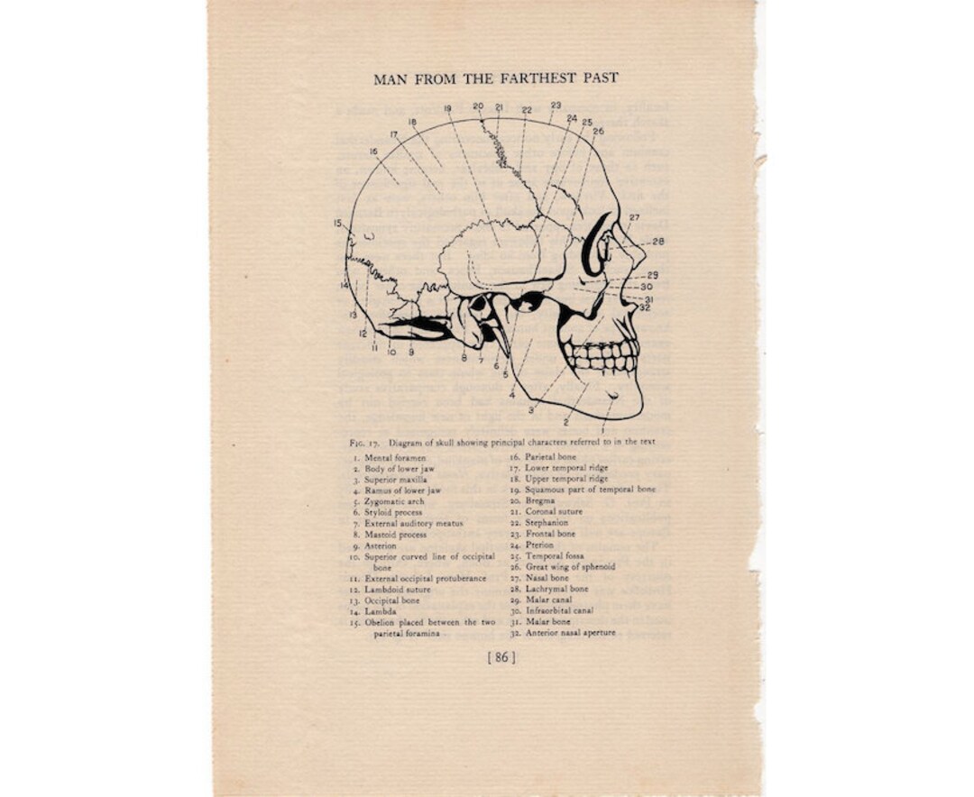 C. 1934 HUMAN SKULL Print • Original Vintage Print • Human Anatomy ...