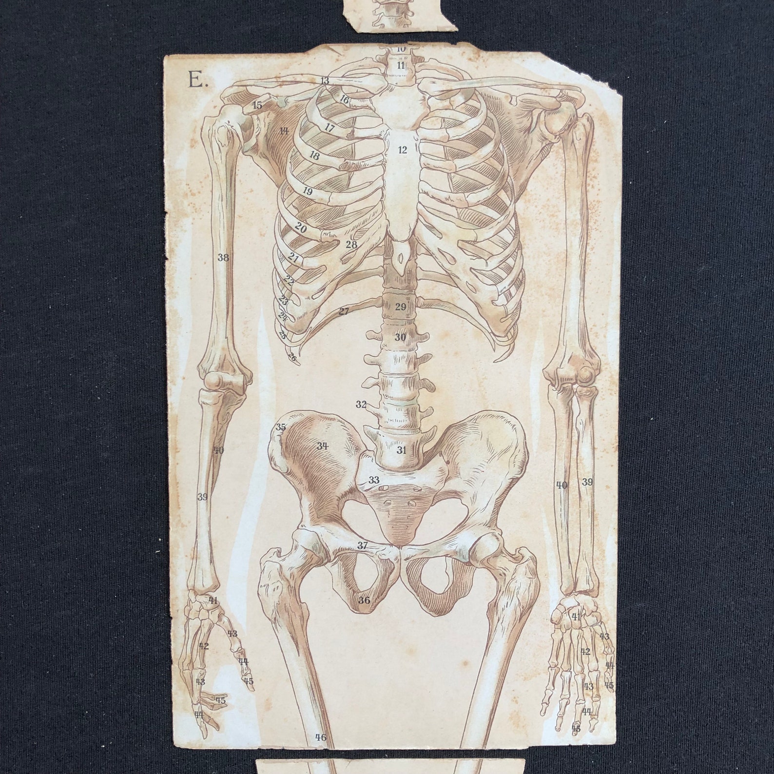 C. 1902 SKELETON ANATOMY Print - 3D Interactive Medical Illustration ...