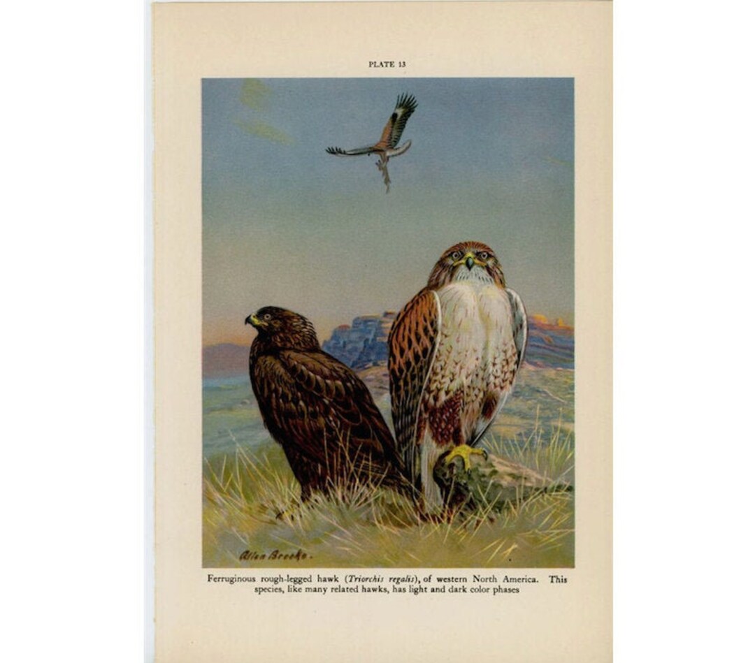C. 1934 FERRUGINOUS HAWKS Print • Original Vintage Print • Vintage ...