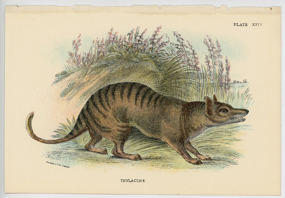 EXTINCT C. 1896 THYLACINE WOLF Lithograph Original Antique - Etsy