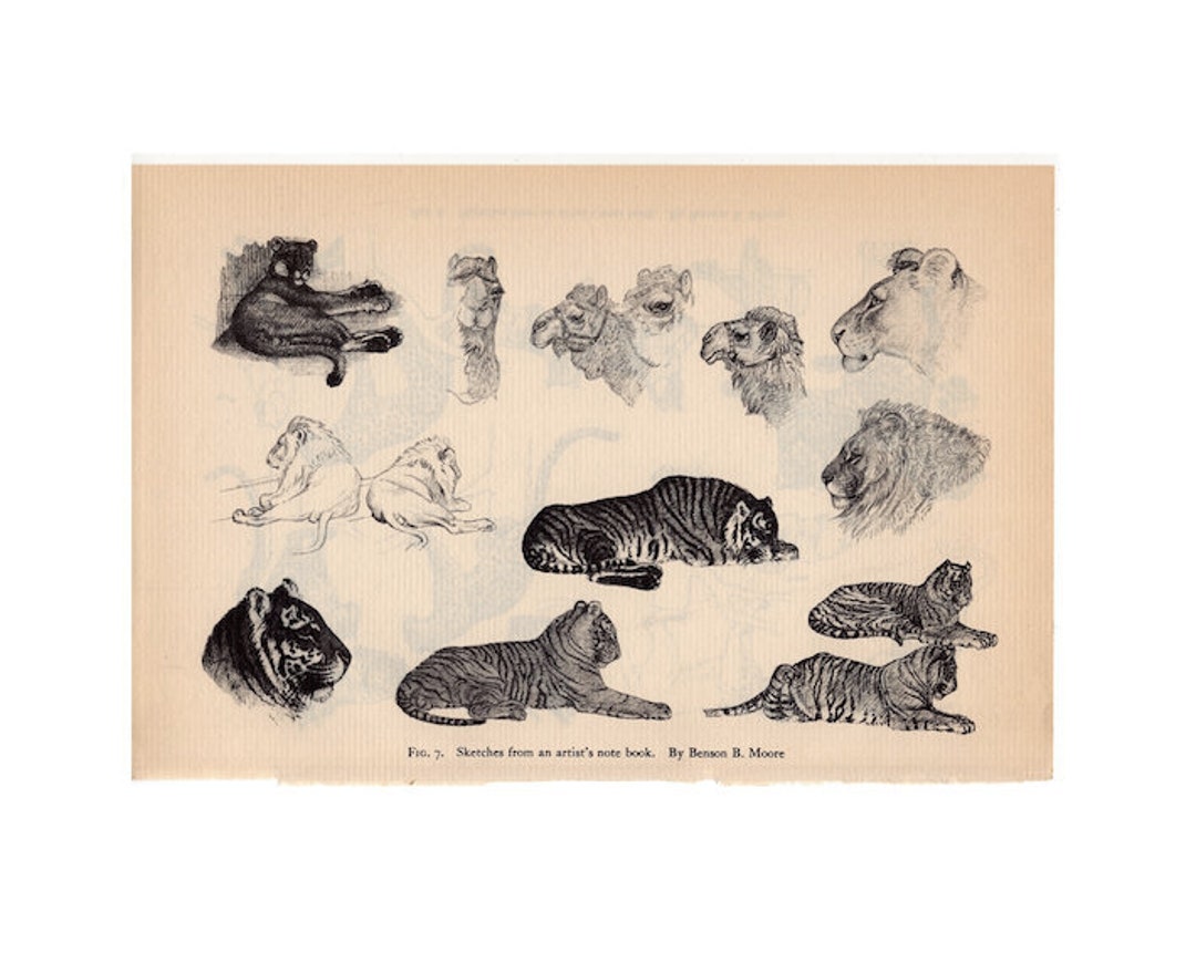 C. 1934 ANIMAL SKETCHES Lithograph - Vintage Animal Print - Zoo Animal ...