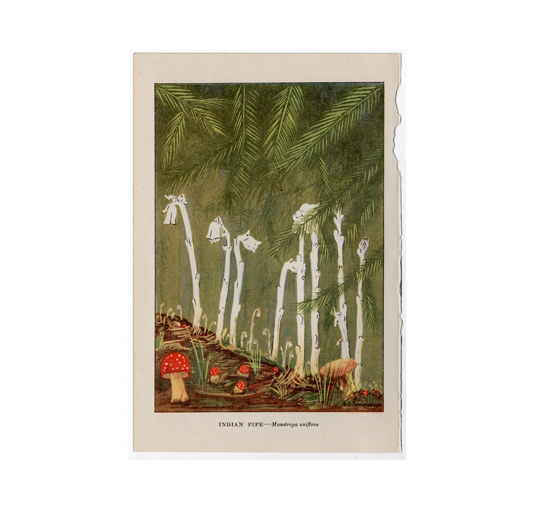 C. 1930 GHOST PIPE Lithograph • Original Vintage Print • Flower Print ...