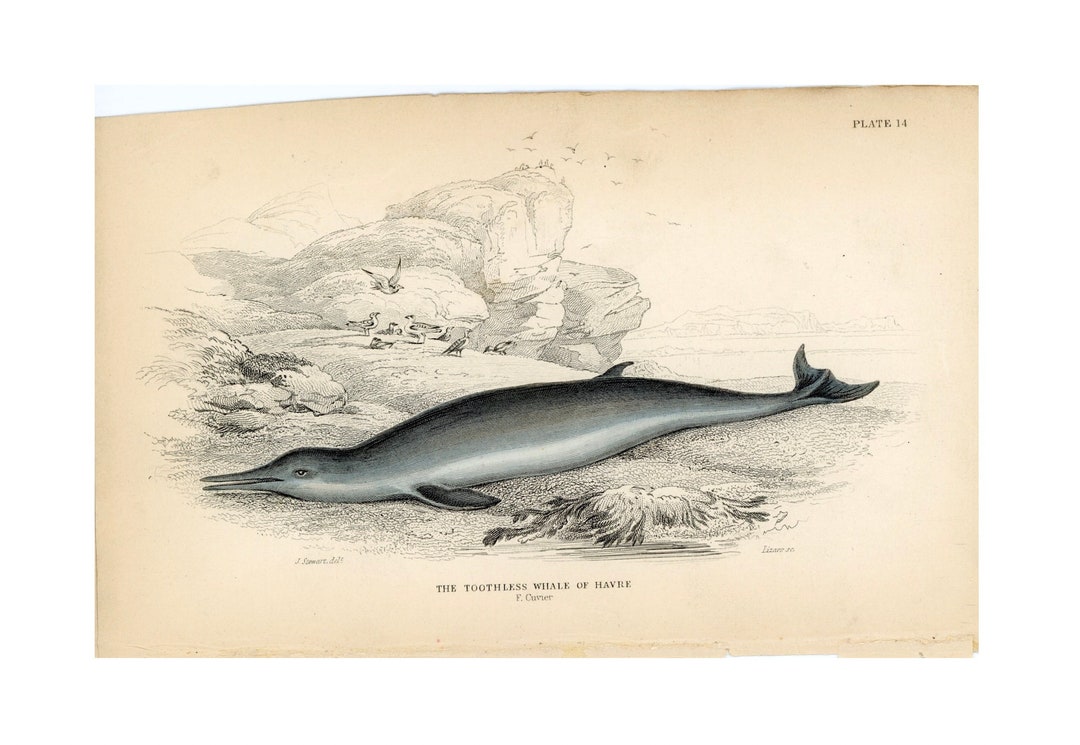 C. 1837 TOOTHLESS WHALE Engraving • Original Antique Print • Sea Life ...