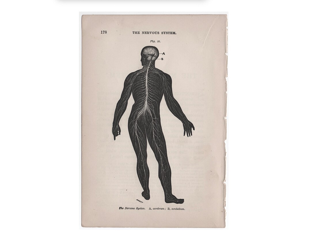 C. 1884 NERVOUS SYSTEM Lithograph - Antique Human Anatomy Print ...