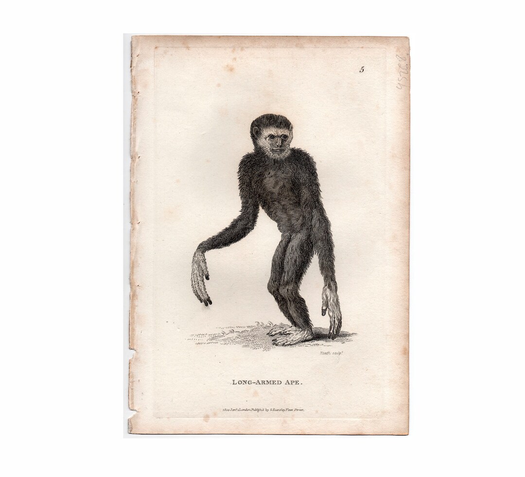 C. 180O LONG ARMED APE Engraving Original Antique Print Primate Print ...