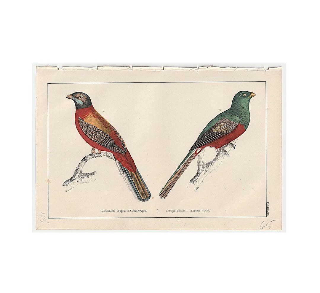 TROGON BIRDS Engraving C. 1859 • Original Antique Print • Hand Colored ...