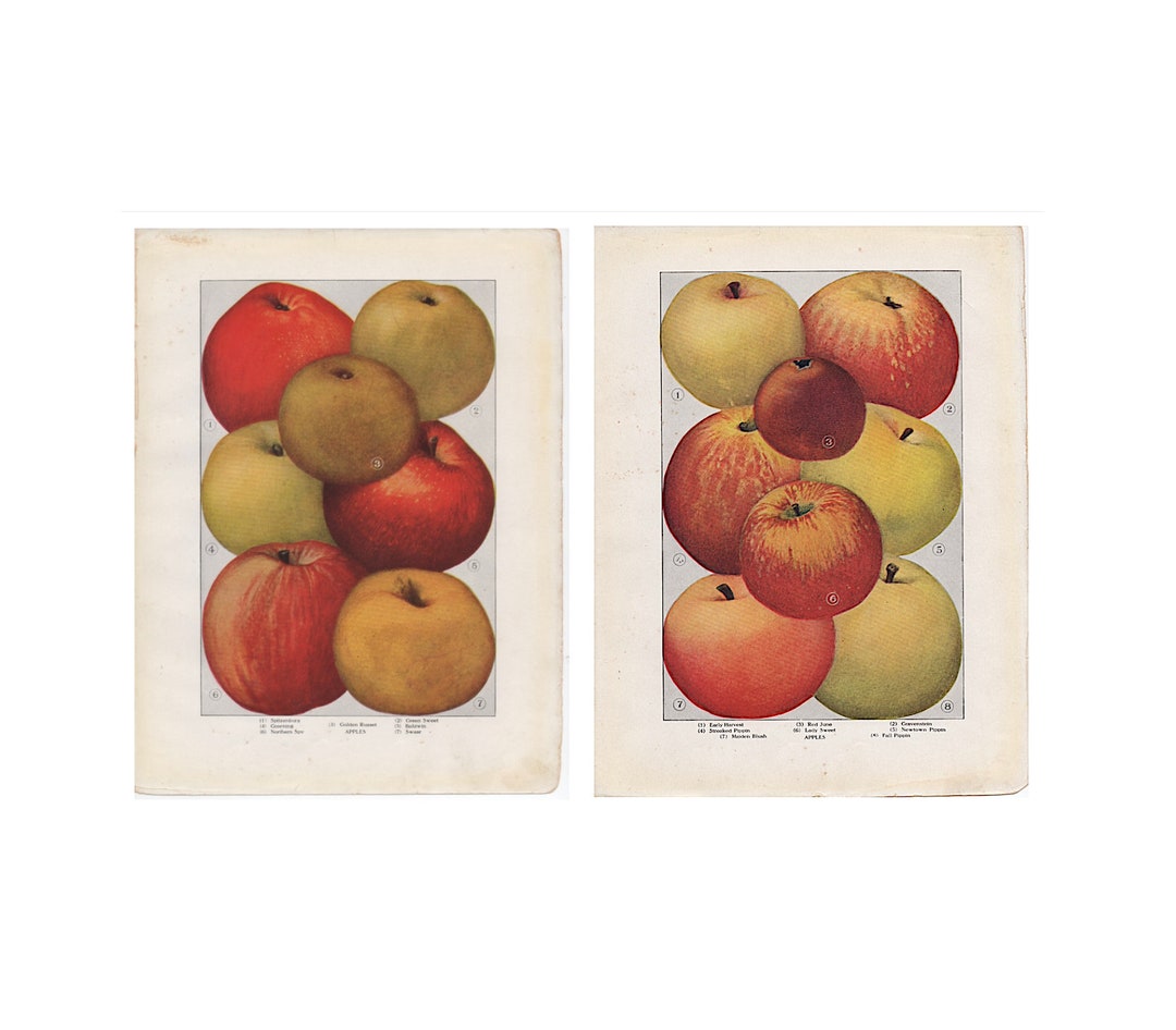 C. 1911 ANTIQUE APPLE PRINTS • Set of 2 Original Antique Prints - Fruit ...
