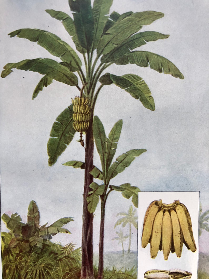 C. 1911 BANANA TREE PRINT - Original Antique Fruit & Vegetable Food ...