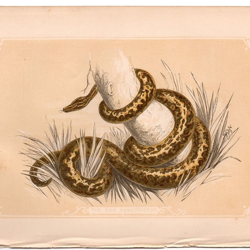 Boa Constrictor - Etsy