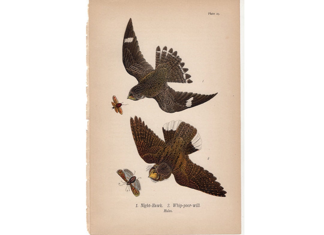 C. 1888 NIGHTHAWKS Print • Original Antique Print • Bird Print ...