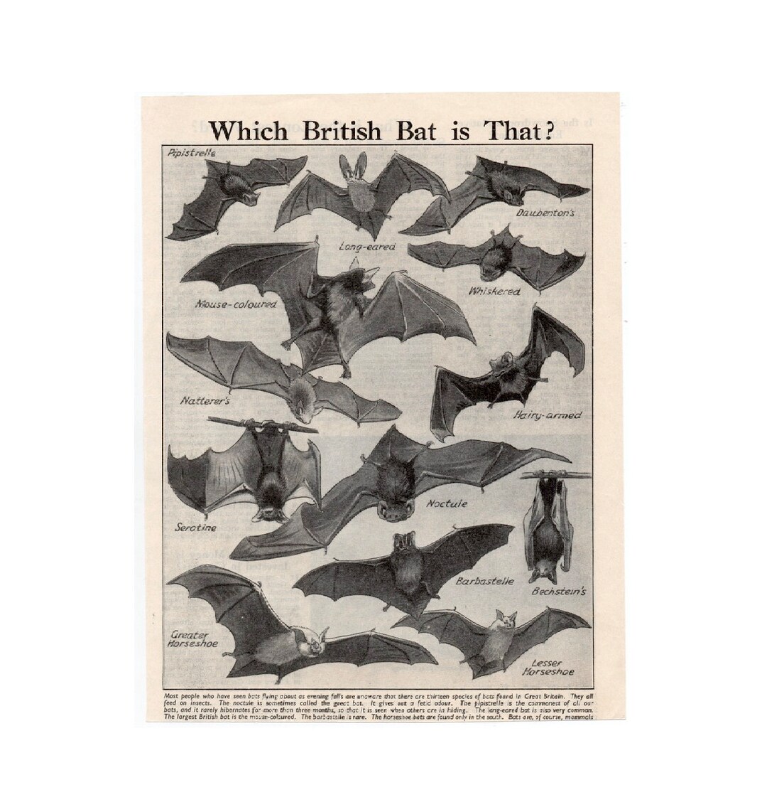 C. 1950's ASSORTED BATS Lithograph • Original Vintage Print • Halloween ...