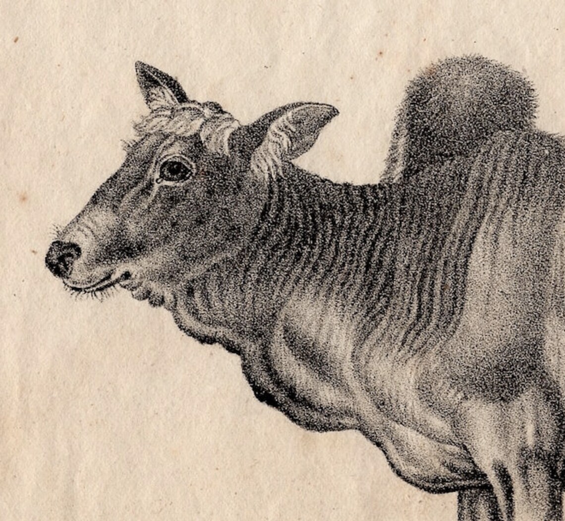 C. 1820 ANTIQUE ZEBU Lithograph - Original Antique Print - Humped ...