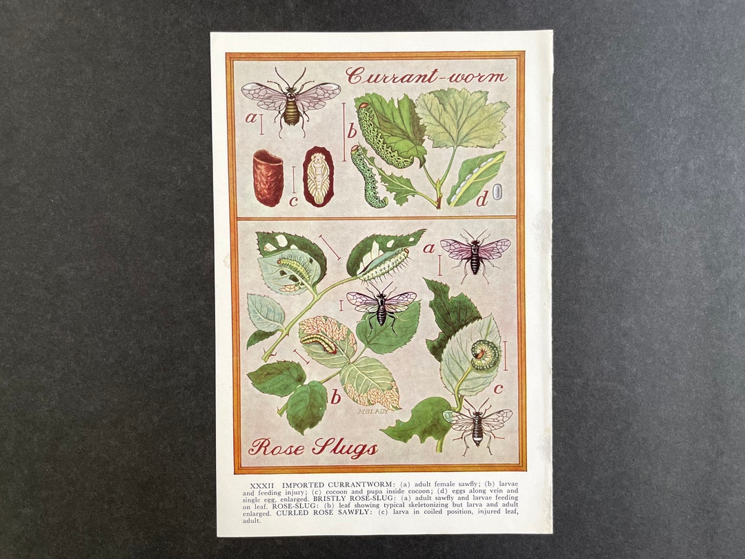 C. 1973 GARDEN PESTS Lithograph • Original Vintage Print • Insect Print ...