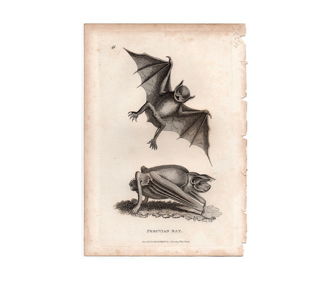 C. 1800 PERUVIAN BAT Engraving • Original Antique Print • Halloween ...