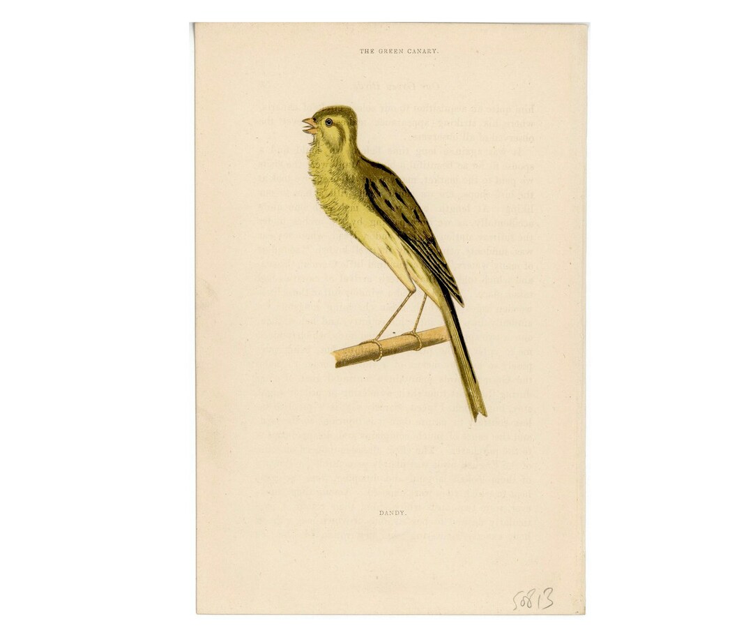 C. 1890 GREEN CANARY Lithograph • Original Antique Print • Canaries ...