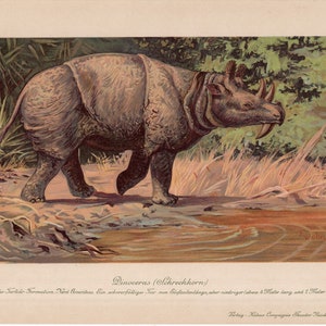 C. 1902 DINOCERAS Lithograph • Original Antique Print - Fossil Reptiles ...