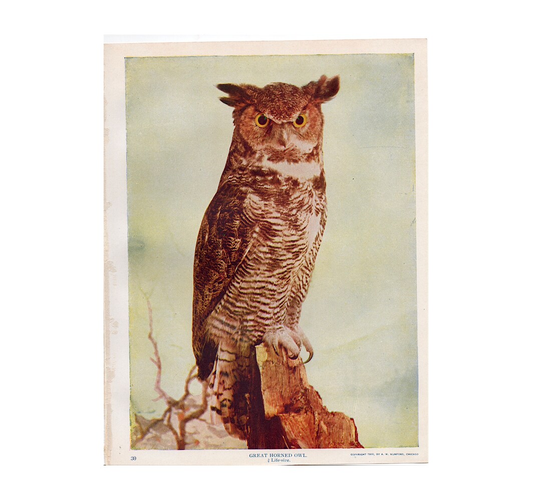 C. 1914 GREAT HORNED OWL Lithograph • Original Antique Print • Bird of ...