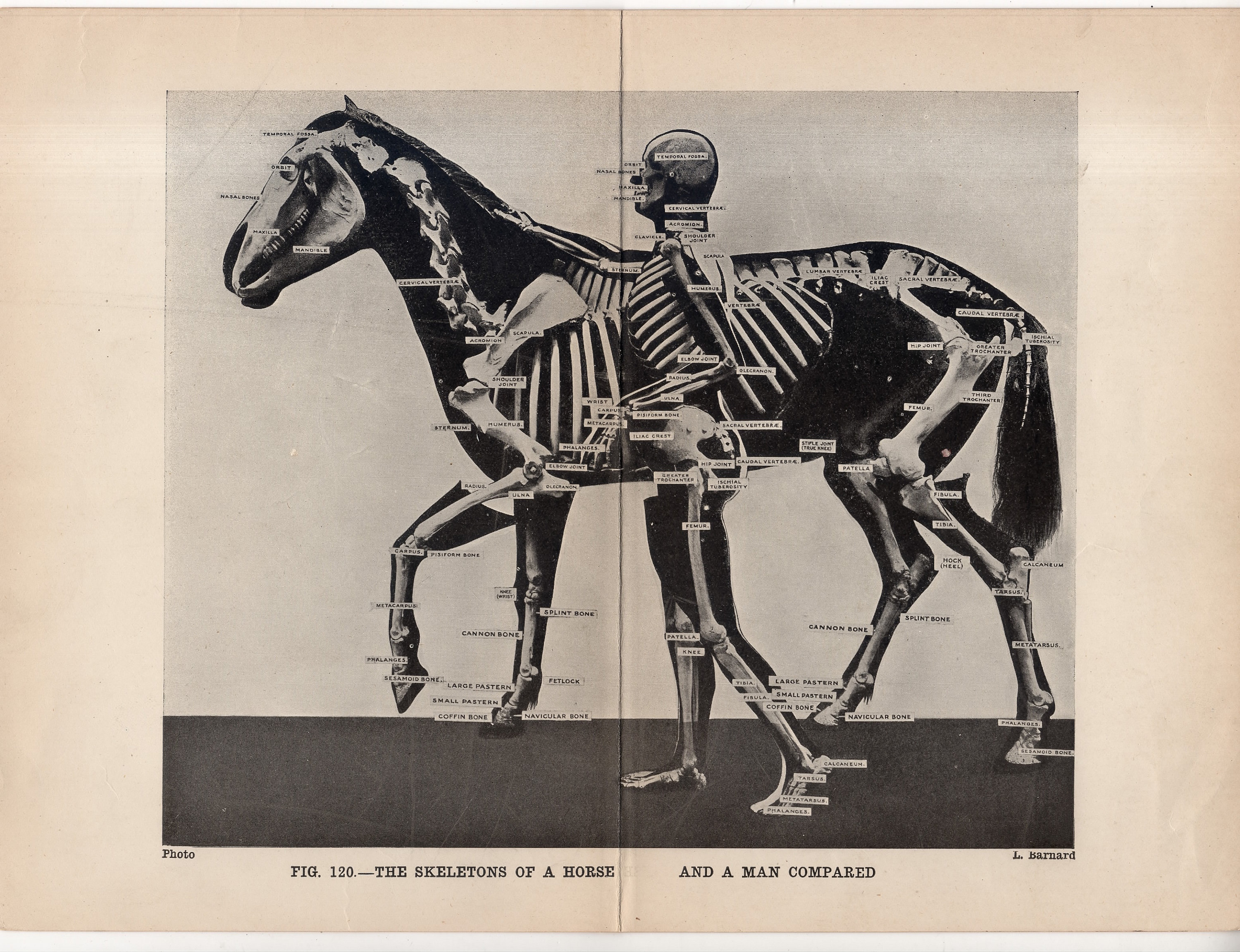 Horse Skeleton Paint