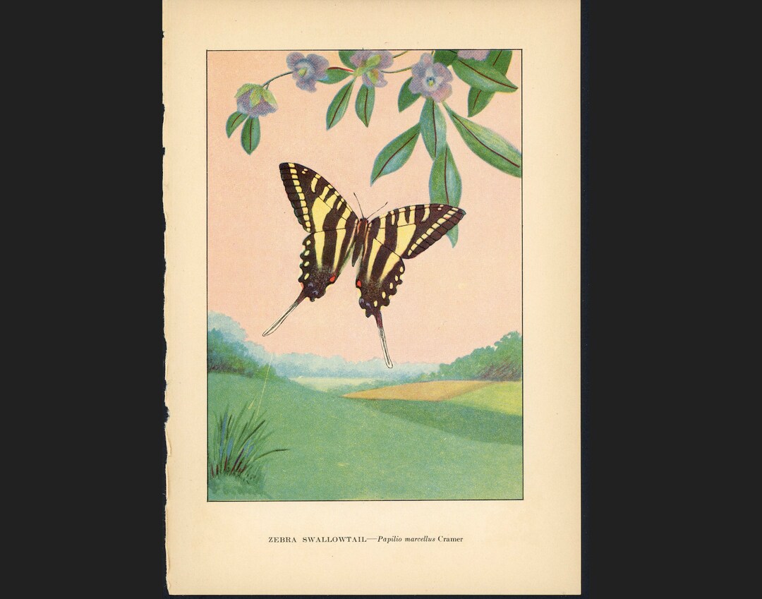 C. 1930 VINTAGE BUTTERFLY Lithograph - Original Vintage Print ...