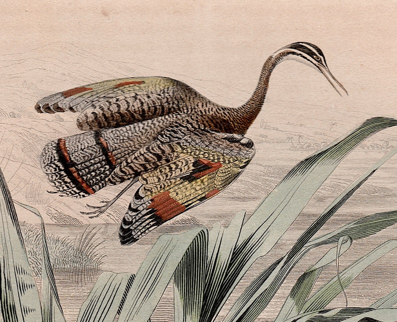 C. 1837 PHEASANT Engraving Original Antique Print Game - Etsy